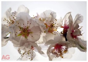 Fototapeta vliesová čtyřdílná Květy jabloně