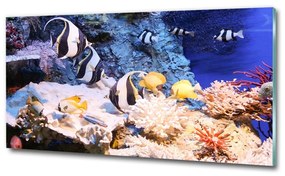 Wallmuralia Foto obraz fotografie na skle Korálový útes 100x50