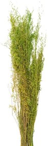 Dekorace sušená květina Zelená 90 cm (50 gr) – 90 cm