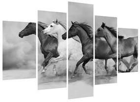 Černobílý obraz koní (150x105 cm)