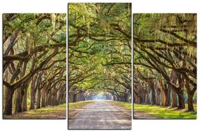 Obraz na plátně - Historické dubové stromy lemované polní cestou 1239C (105x70 cm)