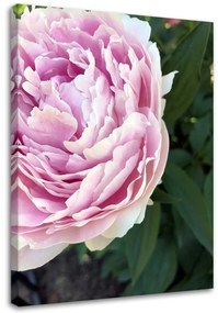 Obraz na plátně, Pivoňka Květina Rostlina - 40x60 cm