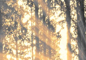 Obraz lesní záře sépie Velikost (šířka x výška): 225x90 cm