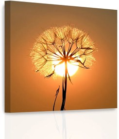 Malvis ® Obraz - Pampeliška při západu slunce Velikost: 60x60 cm