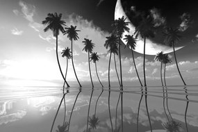 Tapeta palmy s měsícem černobílé - 150x100 cm