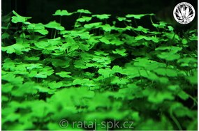 Hydrocotyle japan