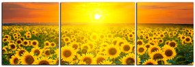 Obraz na plátně - Slunečnicová pole při západu slunce - panoráma 5199C (90x30 cm)