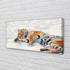 Obrazy na plátně Tiger winter 120x60 cm