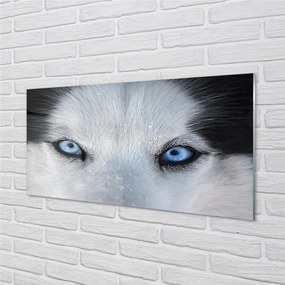 akrylový obraz wolf Eyes 125x50 cm