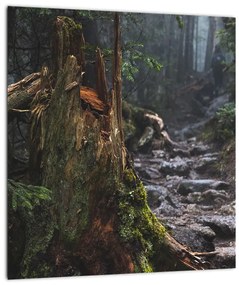 Obraz - V lese (30x30 cm)