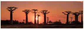 Obraz na plátně - Baobaby při západu slunce - panoráma... 505FA (105x35 cm)