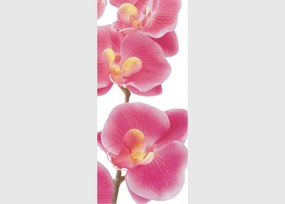 Vliesová fototapeta na zed' Růžová Orchidej | 202 x 90 cm | DFTNV2826