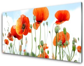 Plexisklo-obraz Květiny Máky Louka Pole Příroda 120x60 cm