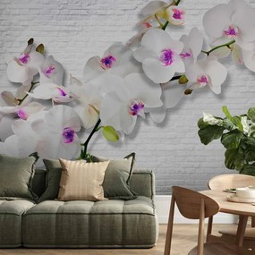 Fototapeta Zeď a příroda - květ orchideje s poupátky na pozadí cihlové bílé zdi