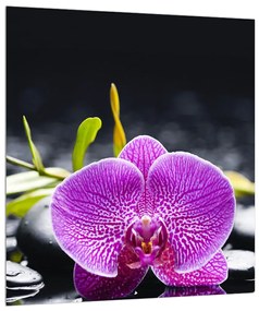 Obraz orchideje (30x30 cm)