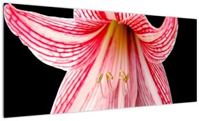 Obraz květiny (100x40cm)