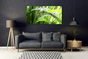 akrylový obraz Tráva Voda Kapky Příroda 120x60 cm