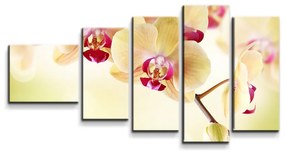 Sablio Obraz - 5-dílný Orchidej 2 - 100x60 cm