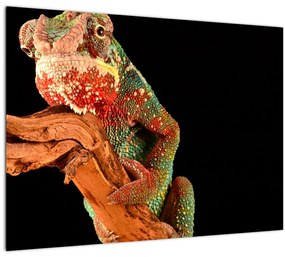 Skleněný obraz chameleona na větvi (70x50 cm)