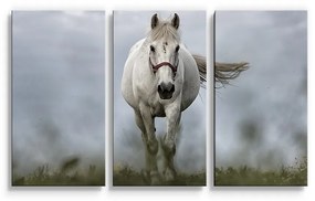Sablio Obraz - 3-dílný Bílý kůň 3 - 120x80 cm