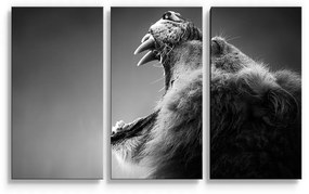 Sablio Obraz - 3-dílný Řvoucí lev - 120x80 cm
