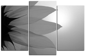 Obraz na plátně - Slunečnice květ 1201QC (105x70 cm)