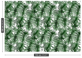 Fototapeta Tropické Monstera 104x70