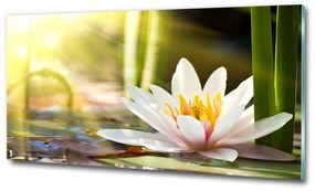 Wallmuralia Fotoobraz na skle Vodní lilie 100x50
