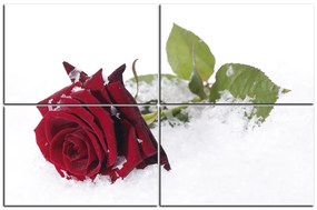 Obraz na plátně - Růže na sněhu 1103E (90x60 cm)