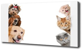 Wallmuralia Foto obraz canvas Psy a kočky 100x50