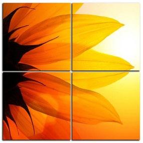 Obraz na plátně - Slunečnice květ - čtverec 3201E (60x60 cm)