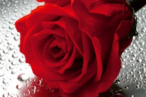 DIMEX | Samolepicí vliesová fototapeta na zeď Detail rudé růže MA-5-1398 | 375 x 250 cm | červená, bílá