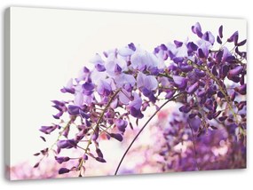 Obraz na plátně Glycin Květiny Příroda - 90x60 cm
