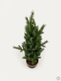Vánoční stromek PICEA 000699