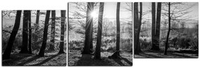 Obraz na plátně - Podzimní ráno v lese - panoráma 5251QE (90x30 cm)