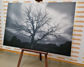 Obraz černobílý strom na louce - 120x80 cm