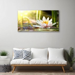 Obraz na plátně Květ Vodní Lilie 100x50 cm