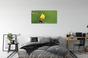 Obrazy na plátně žlutý papoušek 100x50 cm