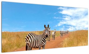 Zebra na cestě - obraz (100x40cm)