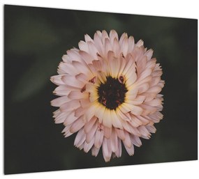 Obraz oranžové květiny (70x50 cm)