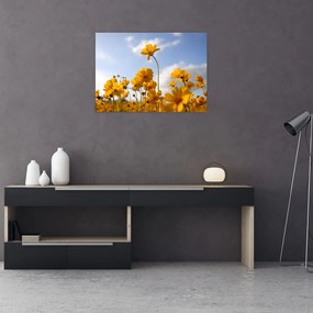 Skleněný obraz pole s jasně žlutými květy (70x50 cm)