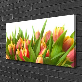 Obraz na plátně Tulipány Květiny Rostlina 100x50 cm