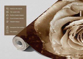 Fototapeta na zed' Sépiová Růže | 360 x 254 cm | DFTS0086