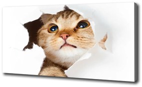 Wallmuralia Moderní fotoobraz canvas na rámu Kočka v díře 100x50