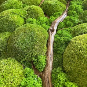 WOODILO Mechový obraz v rámu z masivu 211 | kombinace kopečkového a plochého mechu s dřevinou Rozměr obrazu: 110x45 cm, Barva rámu: Světle šedá, Síla rámu (pohledová): 4,5 cm