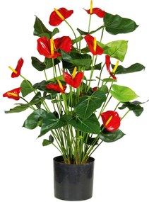 Toulitka (Anturie) s červenými květy, 80 cm