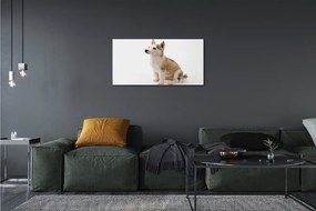 Obrazy na plátně Sedící malého psa 120x60 cm