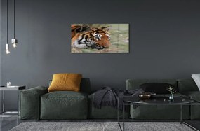 Obraz na skle Tiger Woods 120x60 cm