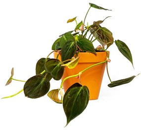 Pokojová rostlina Philodendron scandens Micans, průměr 12 cm
