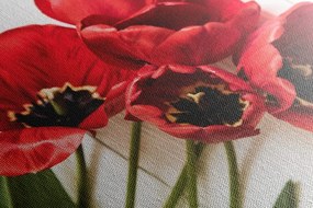 Obraz rozkvetlé červené tulipány Varianta: 60x40